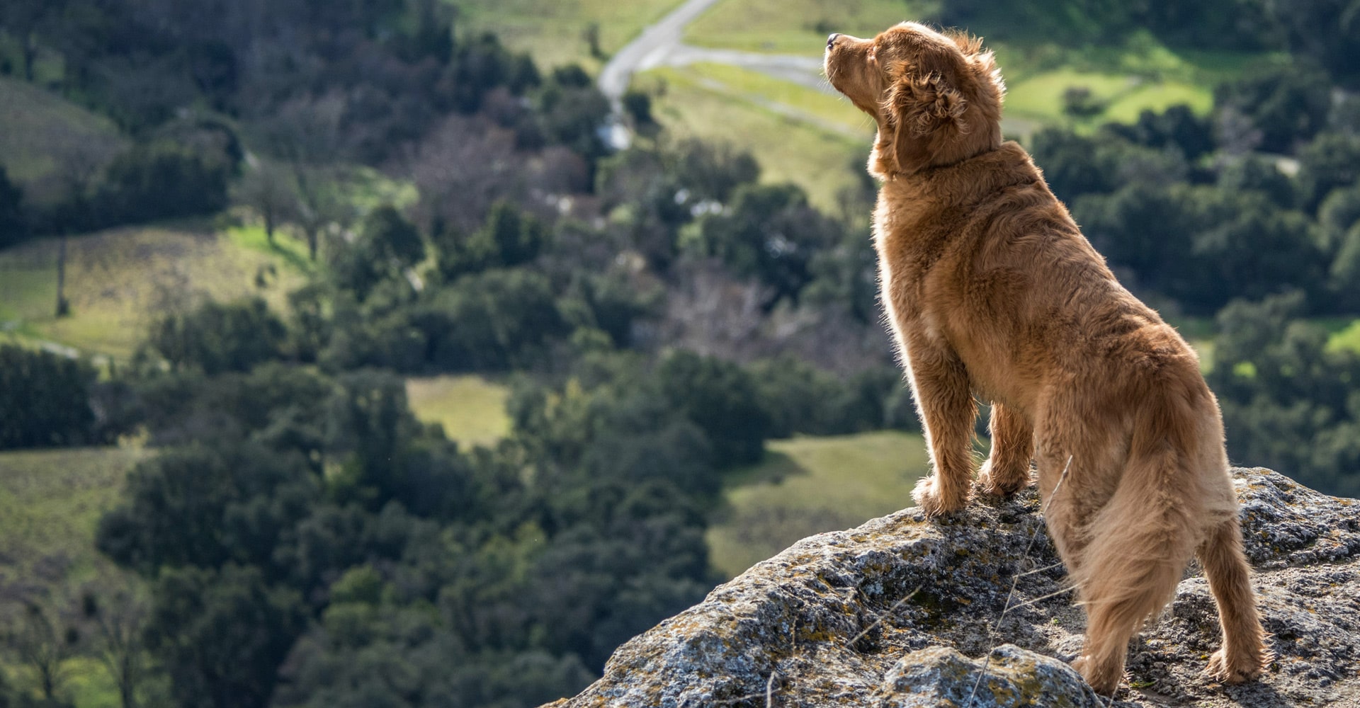 New Client Form | Town & Country Veterinary Associates